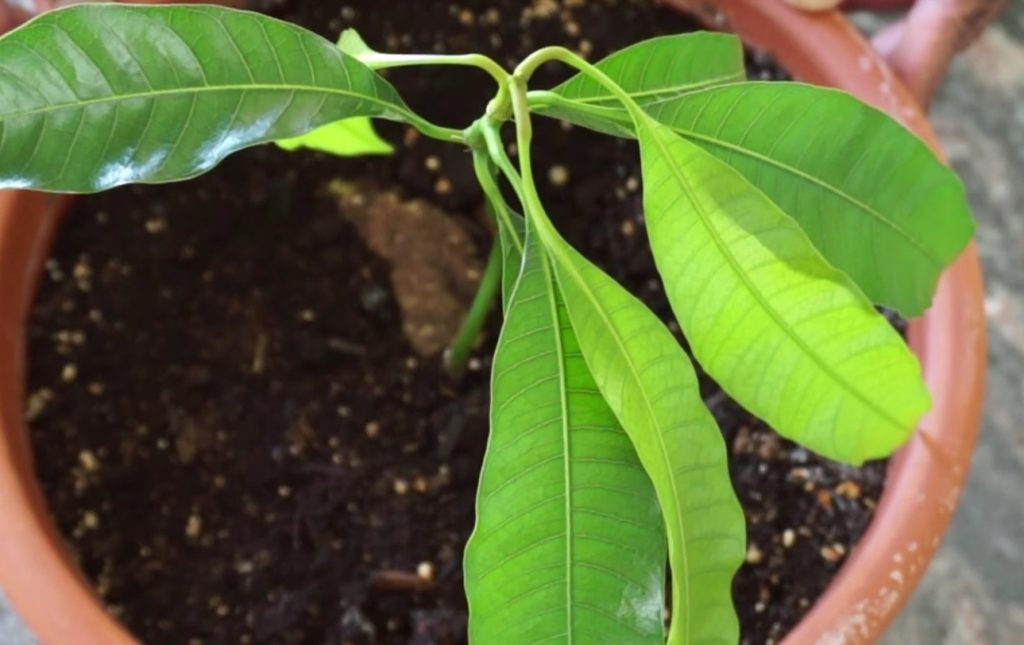 Ostitko mangon kaupasta - älä heitä siementä roskiin, sillä näin ...
